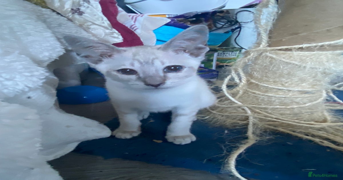 Adorable pure bred Siamese kittens for sale in Tadcaster | Pets4Homes