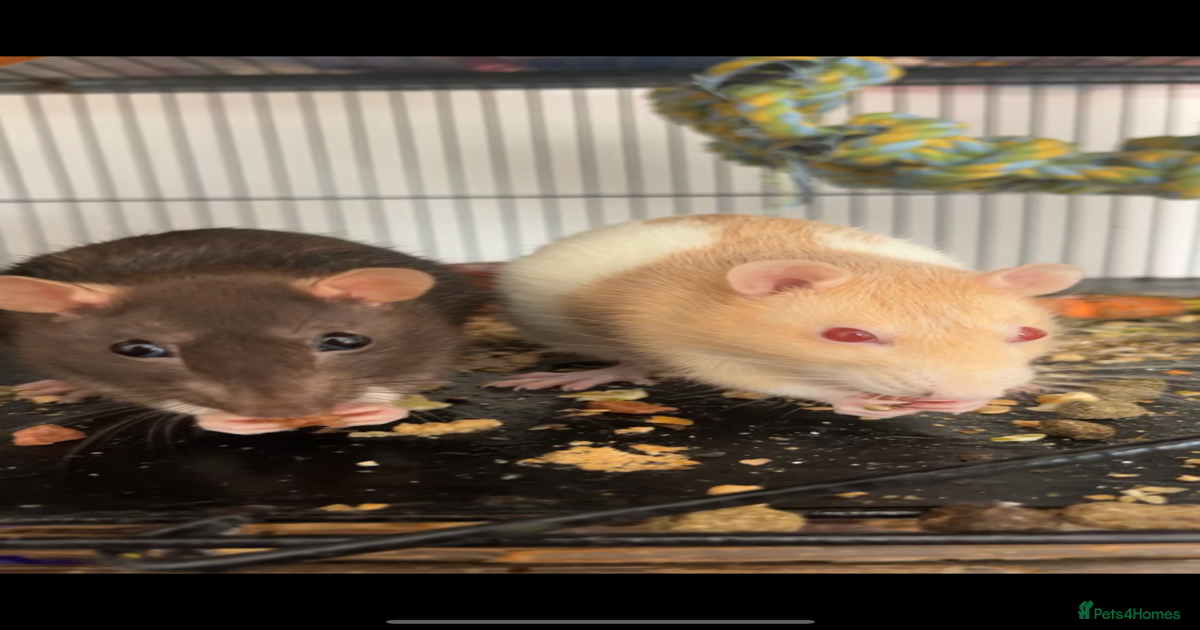 Two female rats for sale in Bangor | Pets4Homes
