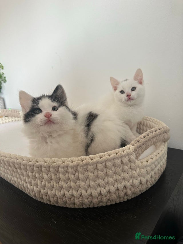 Part Maine Coon black and white fluffy male cat for sale in Northampton ...