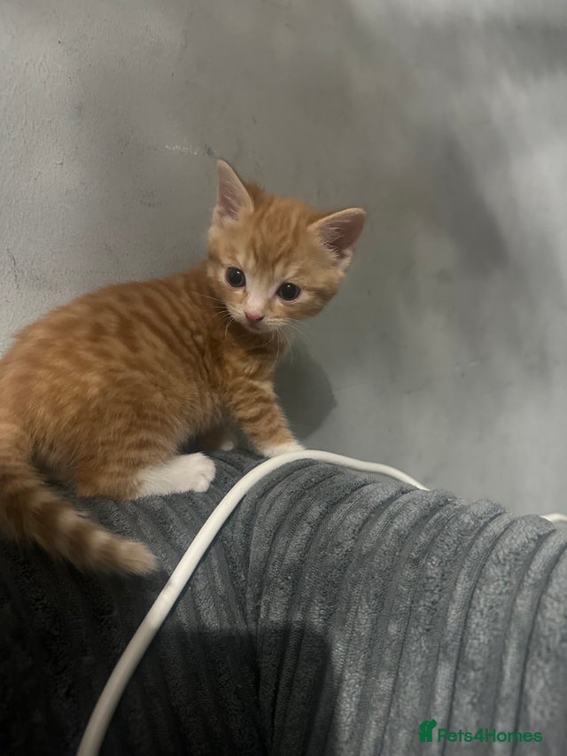 1 male ginger kitten for sale in Torpoint | Pets4Homes