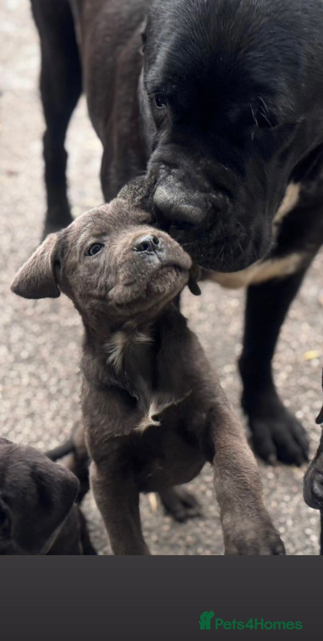 Cane corso puppies for sale in Sheffield | Pets4Homes