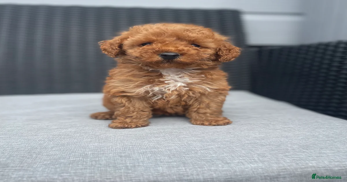 Cockapoo Puppies for sale | Pets4Homes
