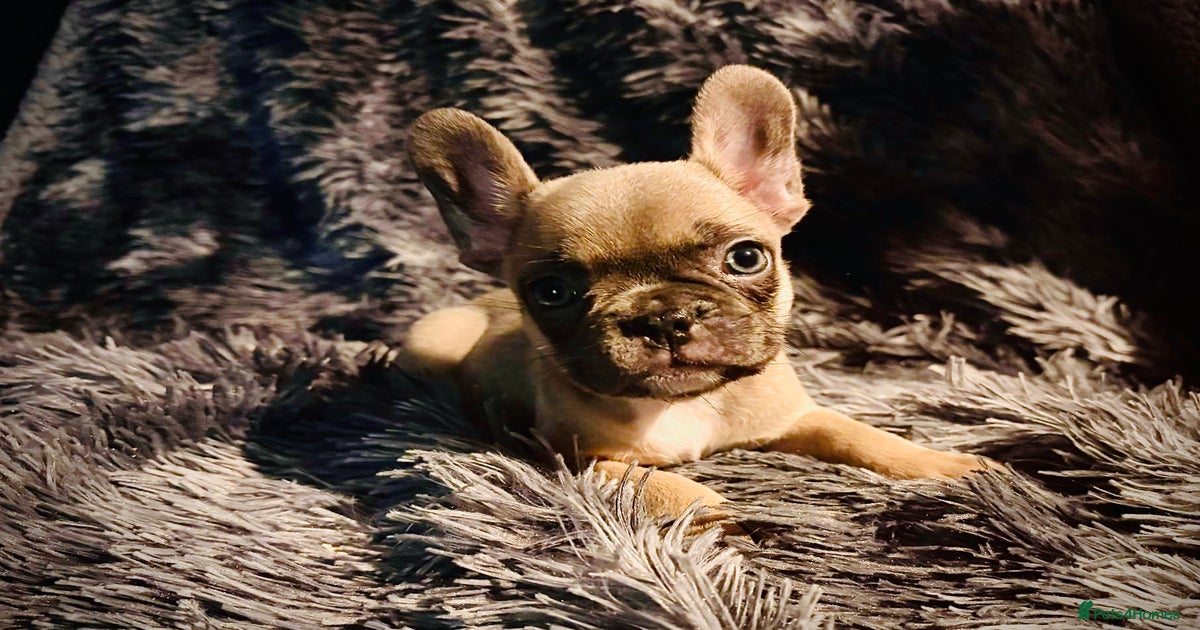 2 female French bulldogs for sale in Lowestoft | Pets4Homes