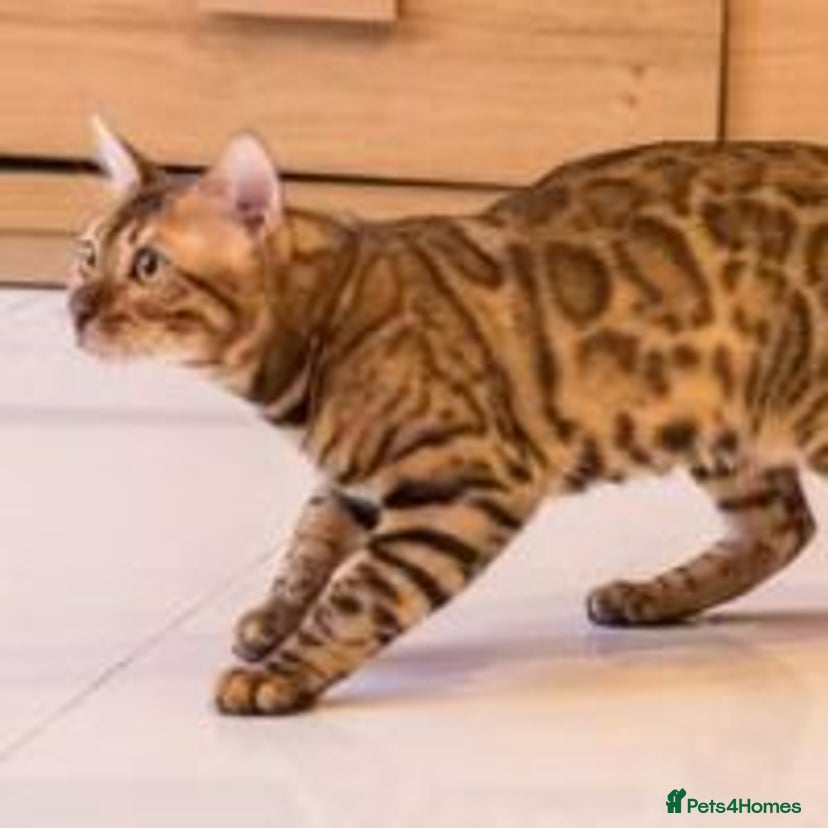 Bengal Cats Breed - Information, Temperament, Size & Price | Pets4Homes
