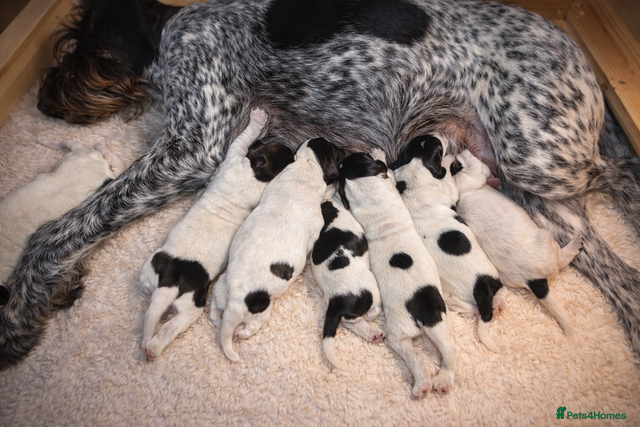 Quality KC Reg German Wirehaired Pointer Pups for sale in Liverpool ...