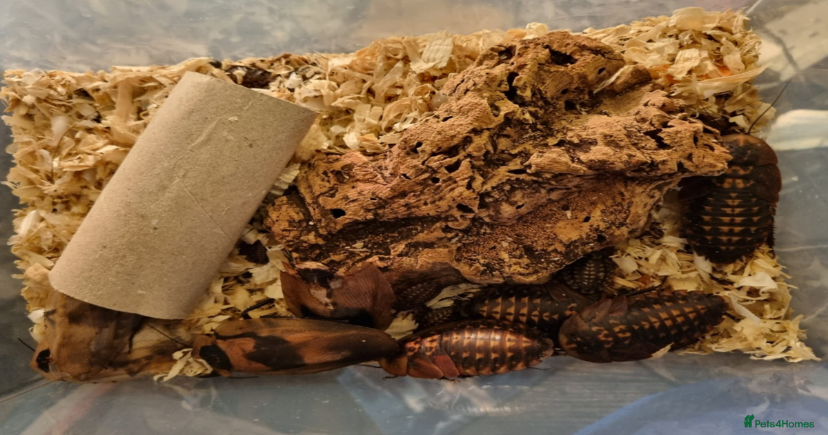 Tarantula slings and Giant cave cockroach for sale in Wellingborough ...