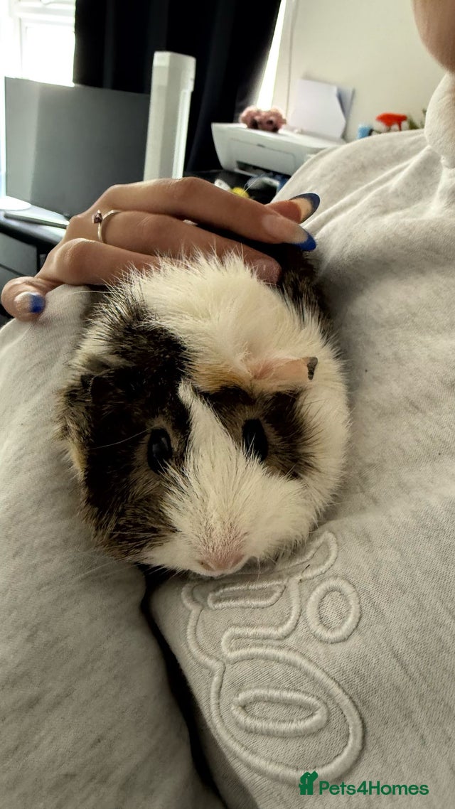 3 Female Guinea Pigs for sale in Ilkeston | Pets4Homes