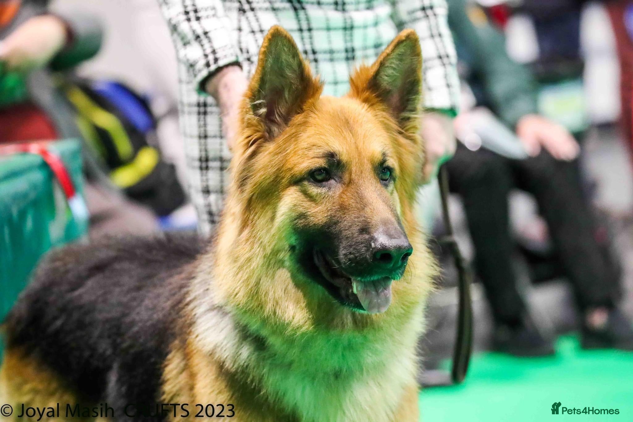 PROVEN Long haired GSD stud for stud in Northallerton | Pets4Homes