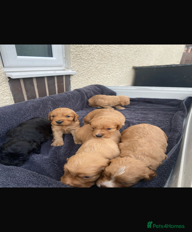 Spaniel Puppies for sale | Pets4Homes