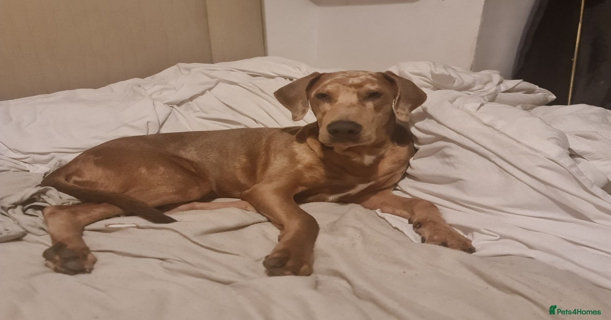 Issabella merle doberman for sale in Hull | Pets4Homes