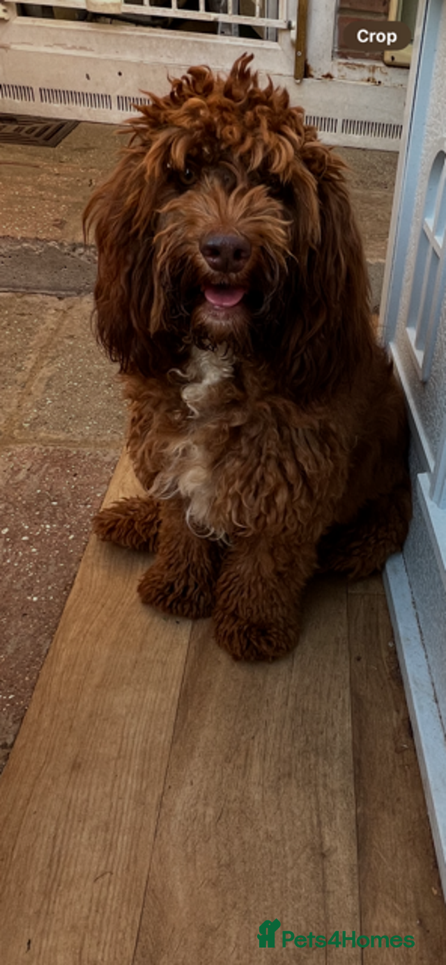 F2 Cockapoo for sale for sale in Littlehampton | Pets4Homes