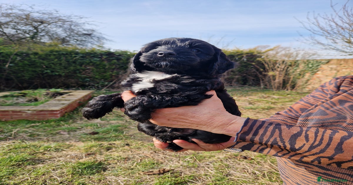 EXTENSIVELY HEALTH TESTED SHOW TYPE F1b COCKAPOOS for sale in Brough ...