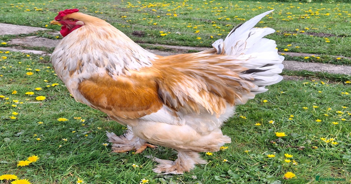 Lemon Pyle Brahma Cockerel for sale in Bideford | Pets4Homes