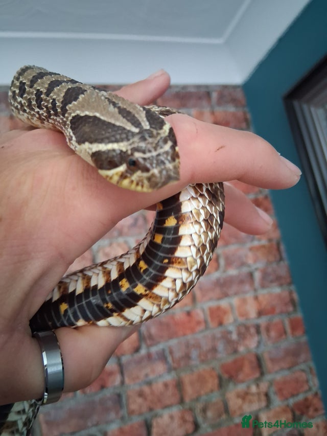 Female western hognose for sale in Saint Austell | Pets4Homes