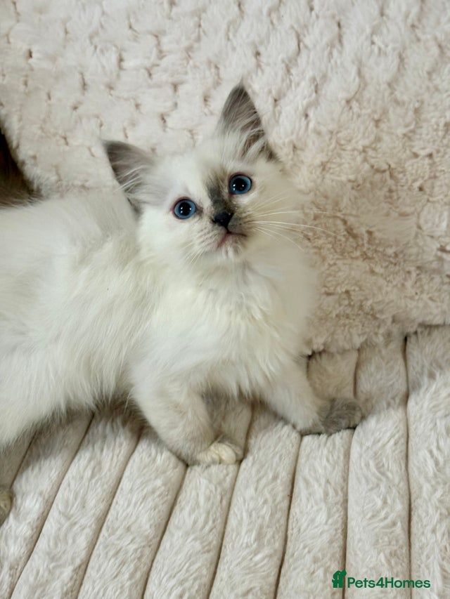 GCCF Non Active Gorgeous Ragdoll Kittens for sale in Birmingham ...