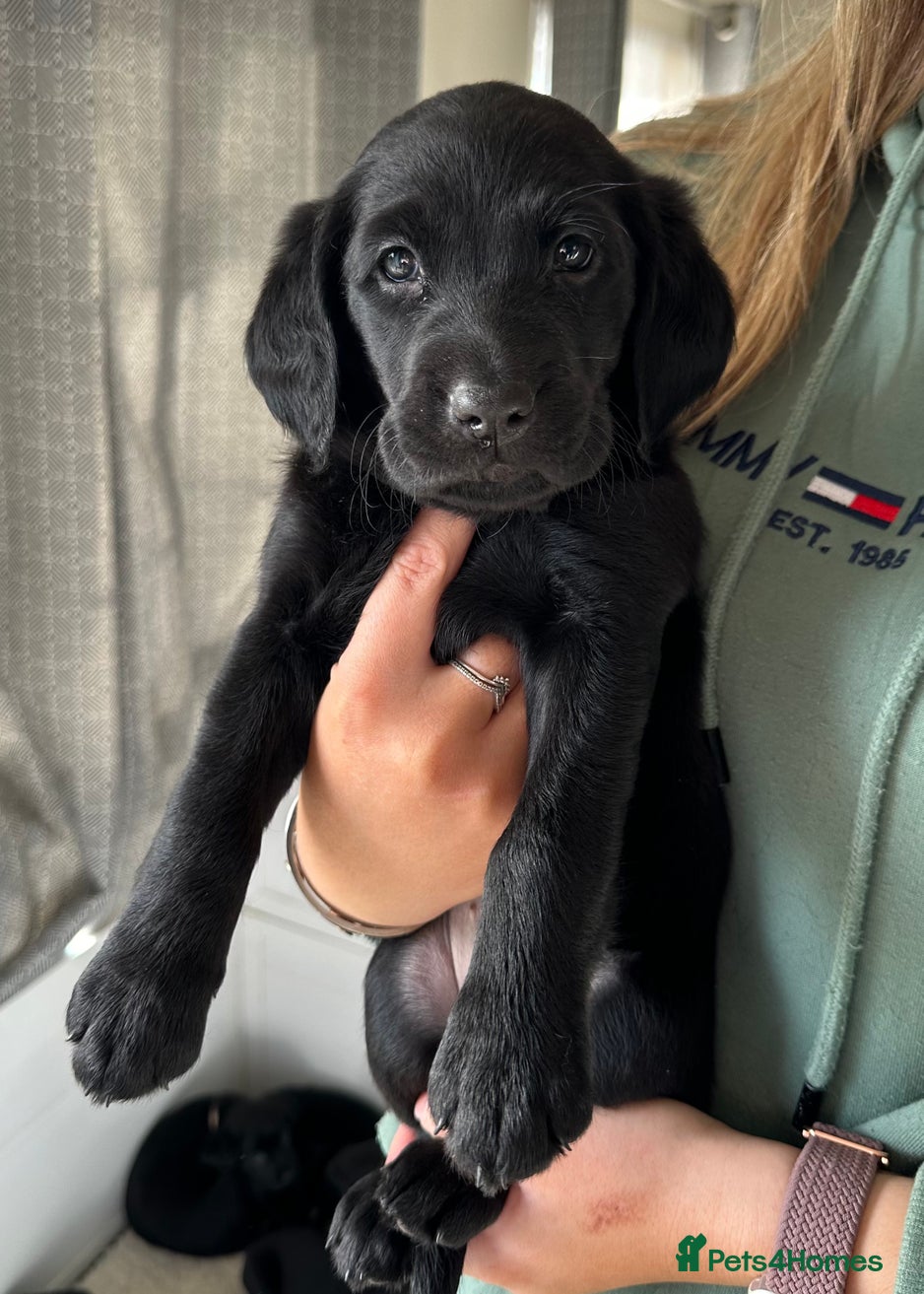 Full Springador puppies for sale | Pets4Homes