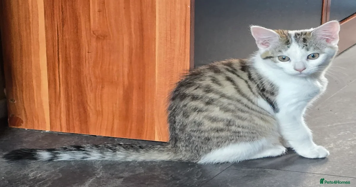 Kittens for sale in Scotland | Pets4Homes