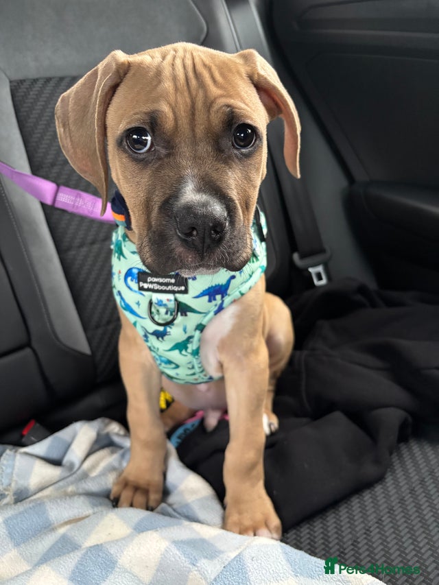 Beautiful mastiff cross puppy for sale in King's Lynn | Pets4Homes