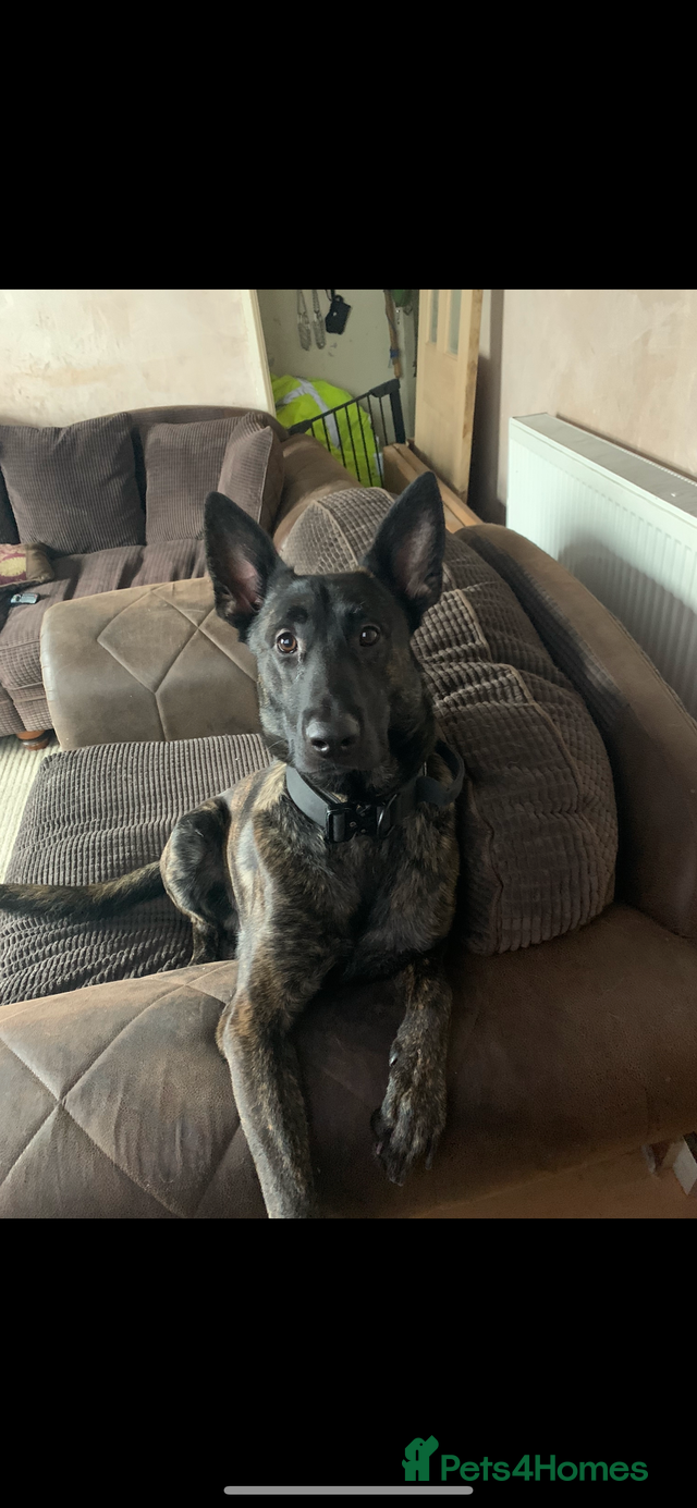 Dutch shepherd Puppies for sale | Pets4Homes