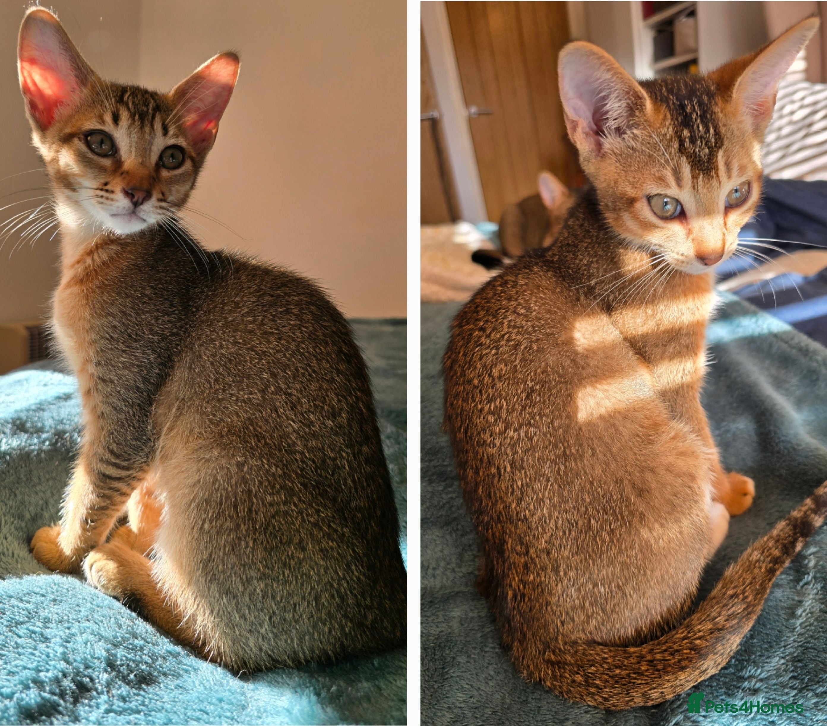Abyssinian*Savannah mix kittens (REHOMED)) for sale in | Pets4Homes