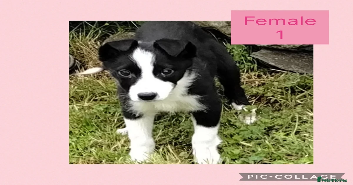 Collie. Puppies for sale | Pets4Homes