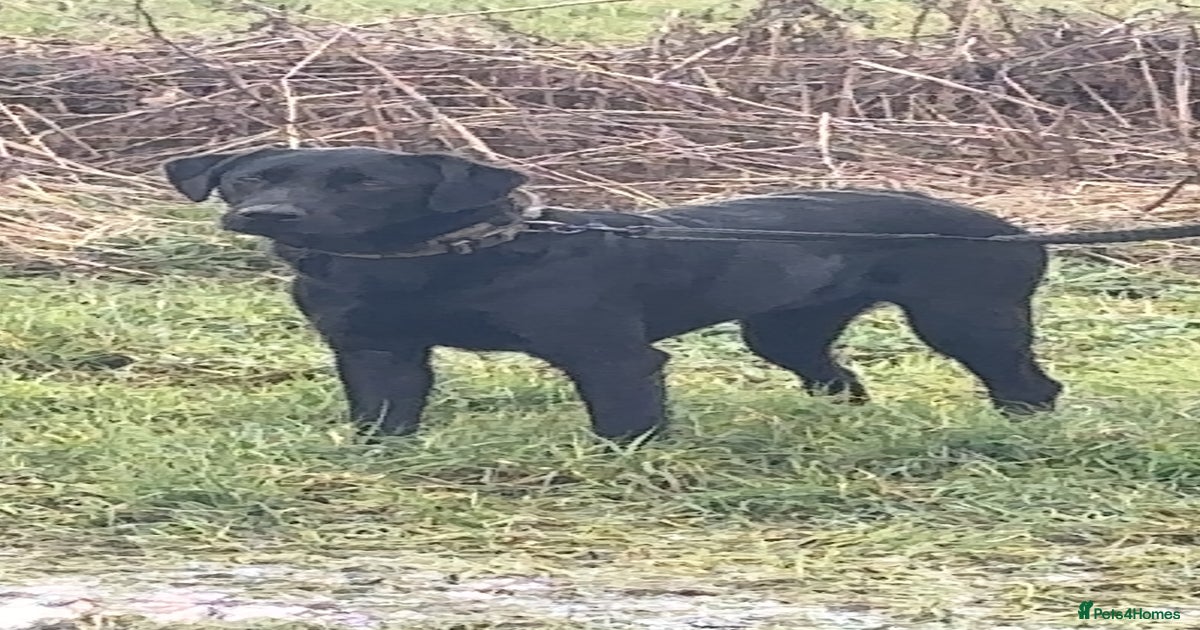 Alfie * Labrador X for adoption in Ashbourne | Pets4Homes