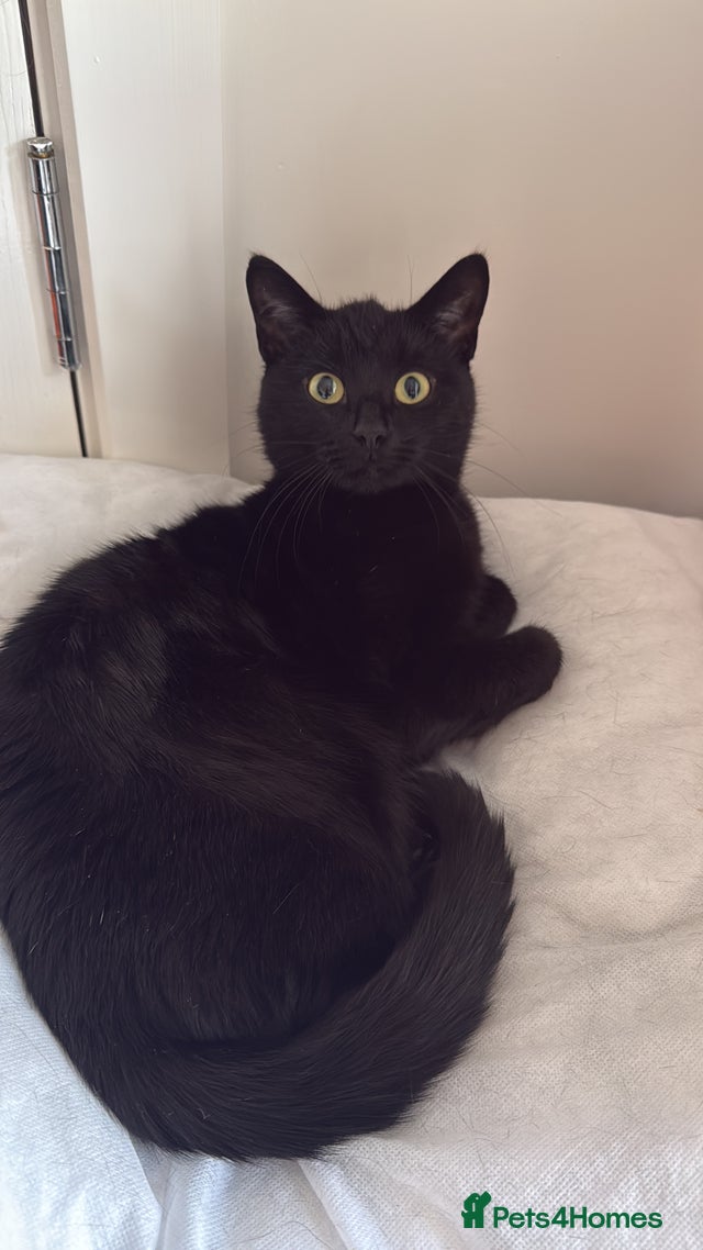 Luna&tilly for sale in Radlett | Pets4Homes