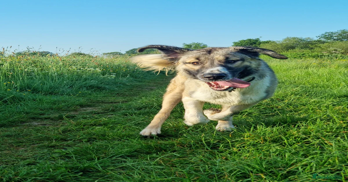 🐾Tuke for adoption in Ledbury | Pets4Homes