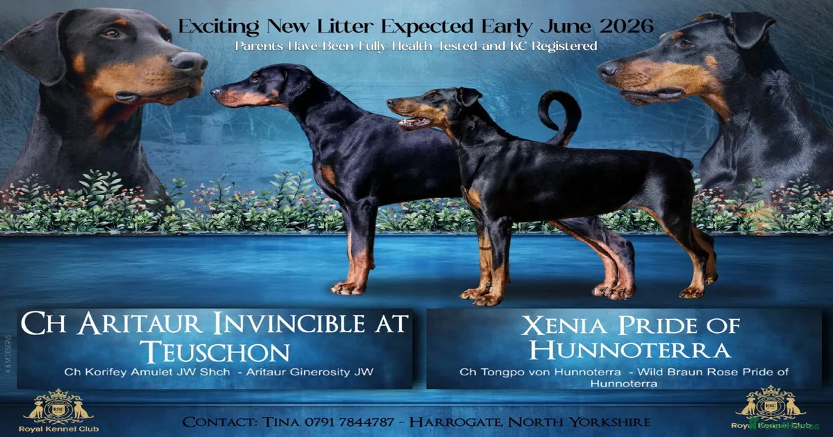 Quality dog breeders Dobermann Puppies for sale | Pets4Homes