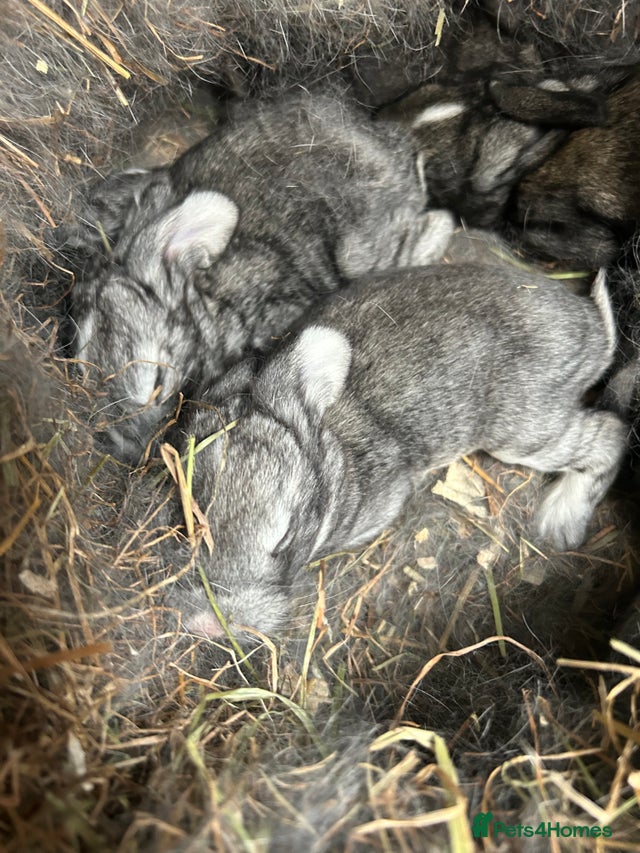 WE HAVE GOT THE WORLDS BIGGEST RABBITS for sale in Worcester | Pets4Homes