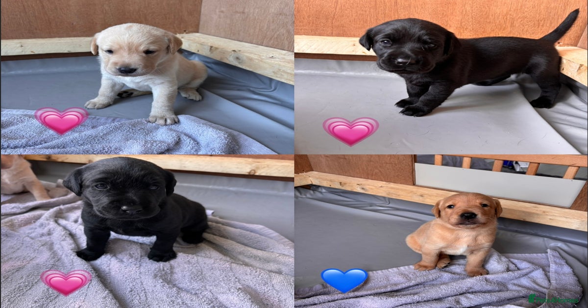 Working Line Labrador Puppies for sale in Swadlincote | Pets4Homes