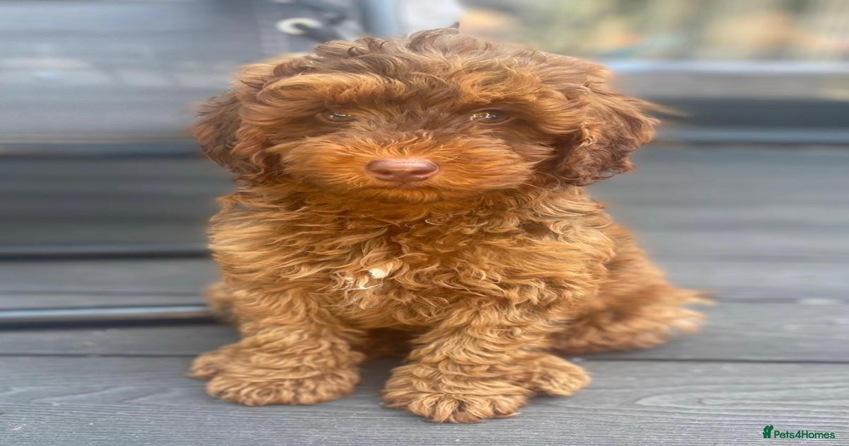 F1b red and sable cockapoos for sale for sale in Leigh | Pets4Homes