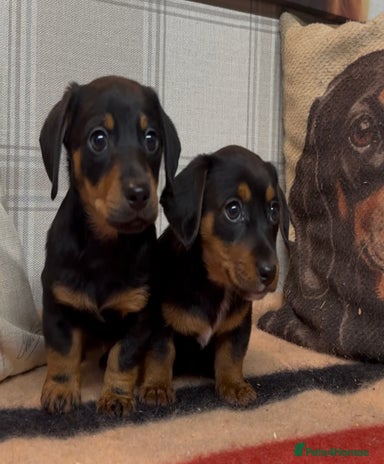 Jack russell Puppies for sale | Pets4Homes