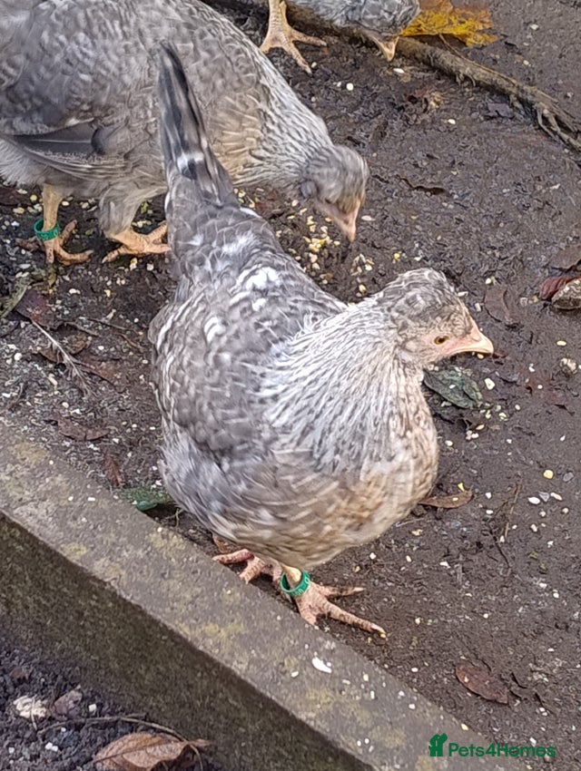Cream Legbar Hens Pol will Lay Blue Eggs for sale in King's Lynn ...