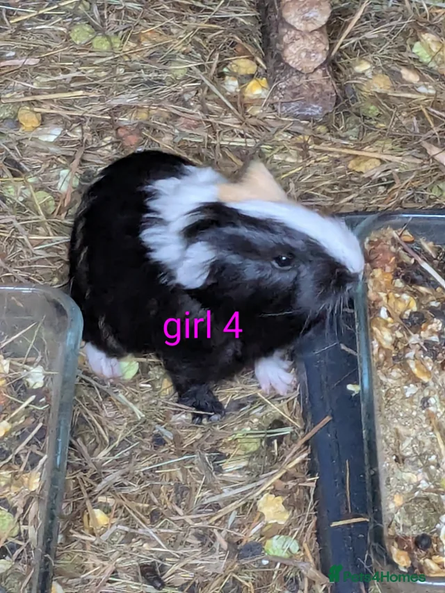 Little girl piggies for sale in Darlington | Pets4Homes