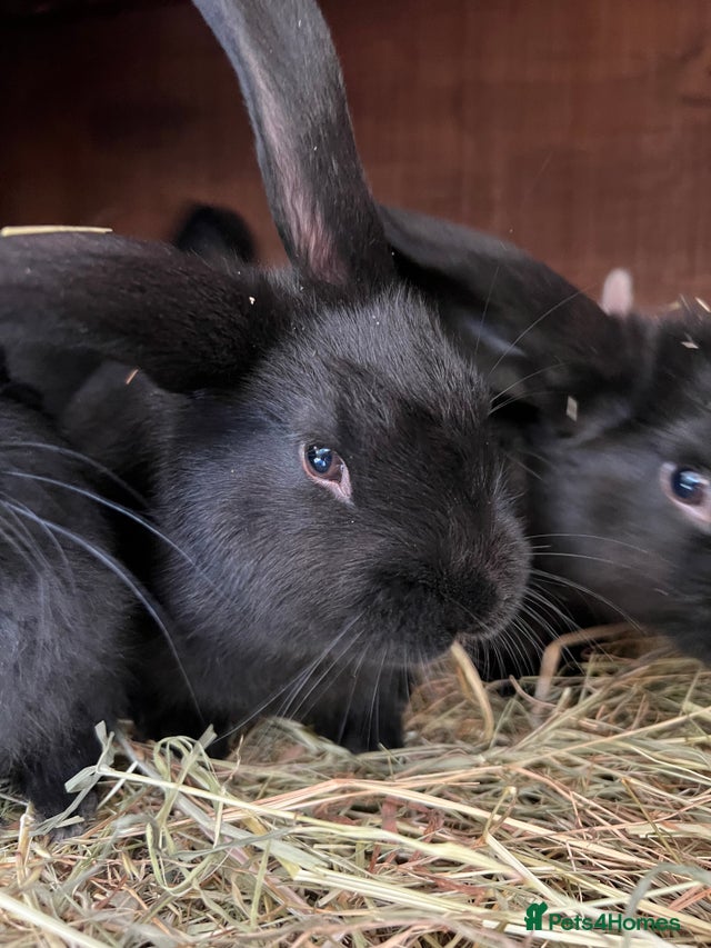 Baby rabbits for sale in Cambridge | Pets4Homes