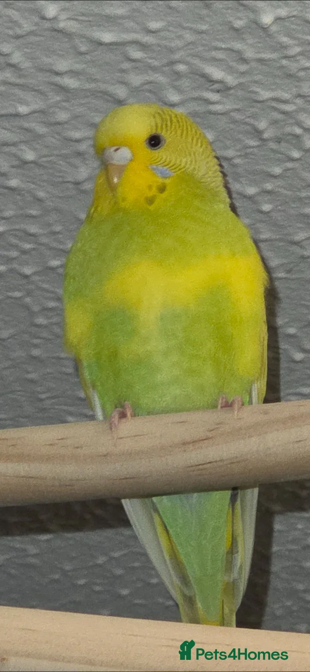 One female yellow budgie for sale in Loughborough | Pets4Homes