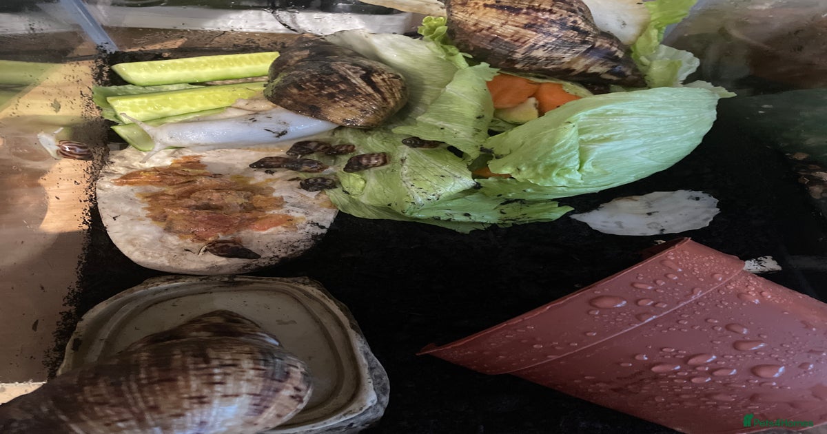 Giant African land snails for sale in Milford Haven | Pets4Homes