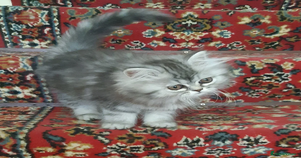 Persian Kittens for sale in London, Greater London | Pets4Homes
