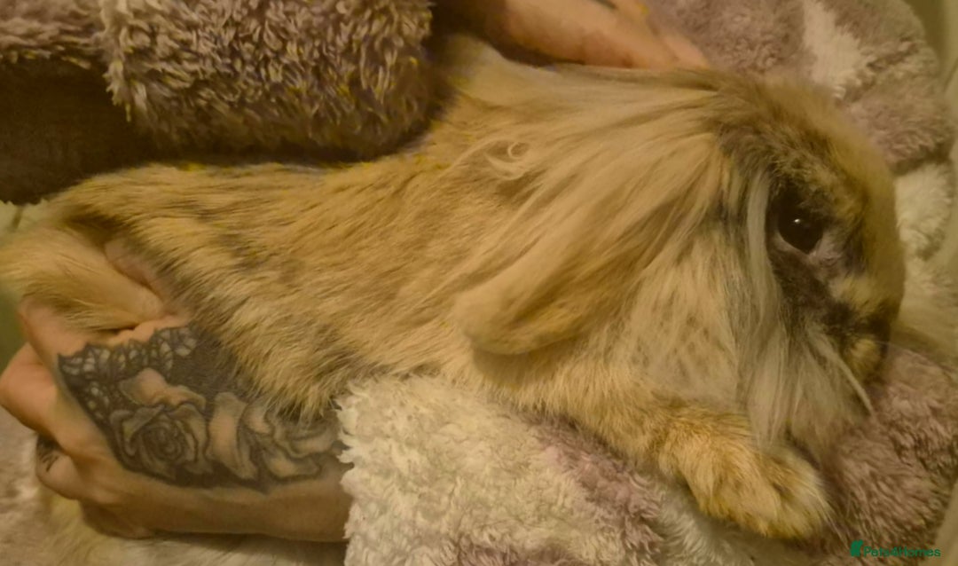 Mini Lion Lop Buck Rehoming for sale in Luton | Pets4Homes