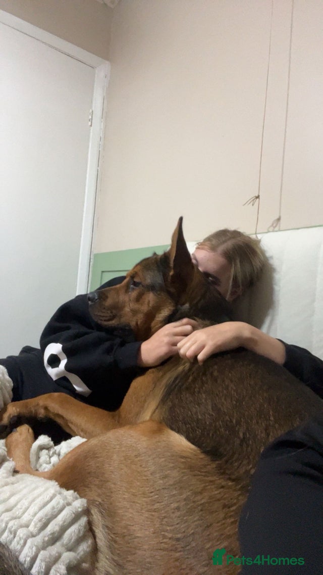 Jasper german shepherd cross for sale in Stockport | Pets4Homes