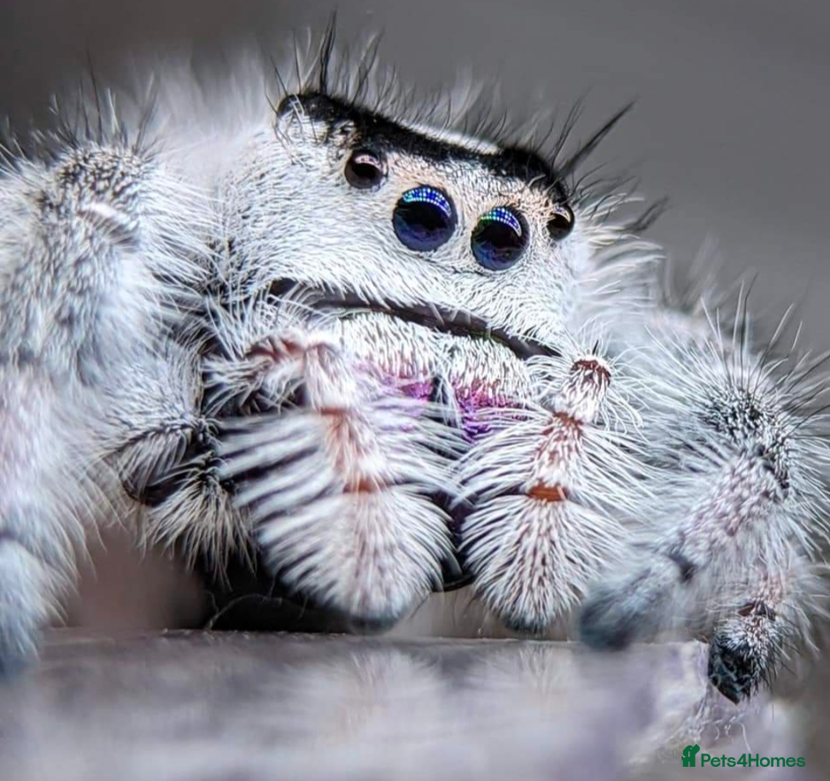 Spiders invertebrates for sale | Pets4Homes