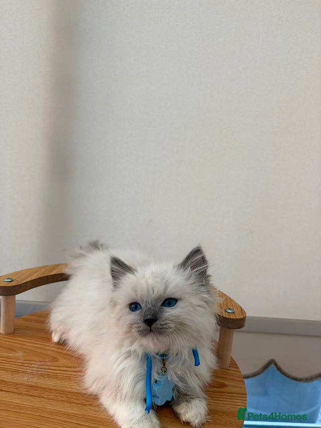 8 purebred Ragdoll cats for sale in Liverpool | Pets4Homes