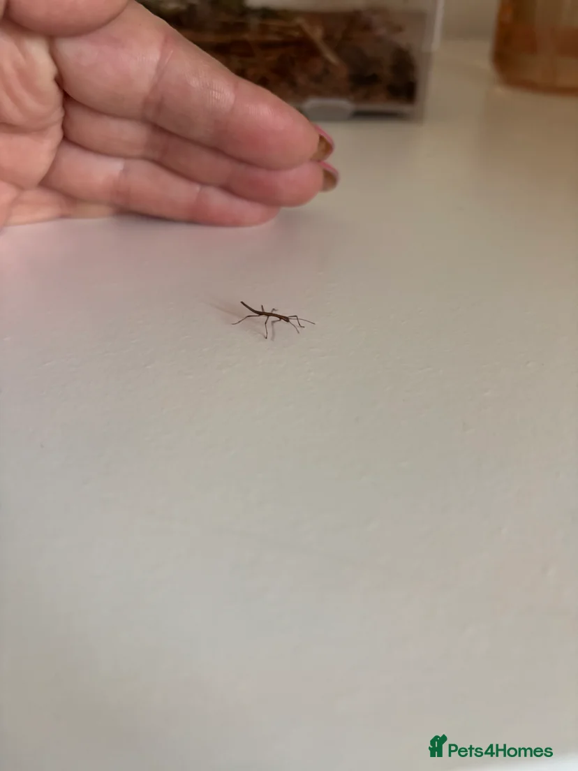 Indian Stick Insects for sale in Nottingham | Pets4Homes