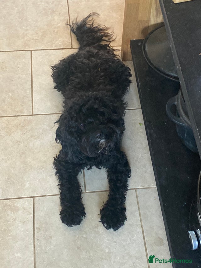 5 week old litter of Cavapoo puppies for sale in Salisbury | Pets4Homes