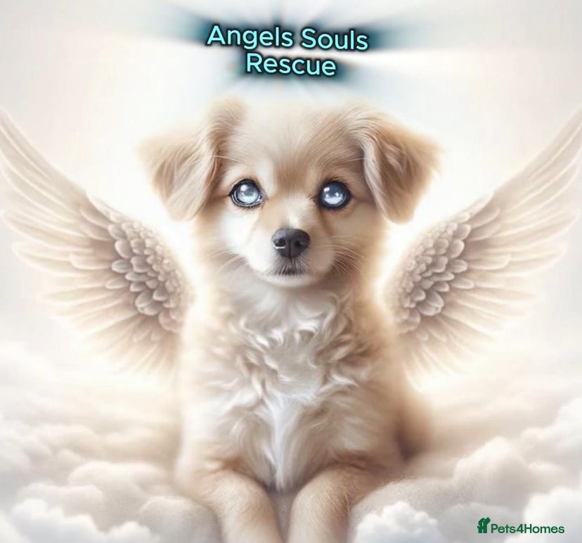 Free Dogs for adoption | Pets4Homes