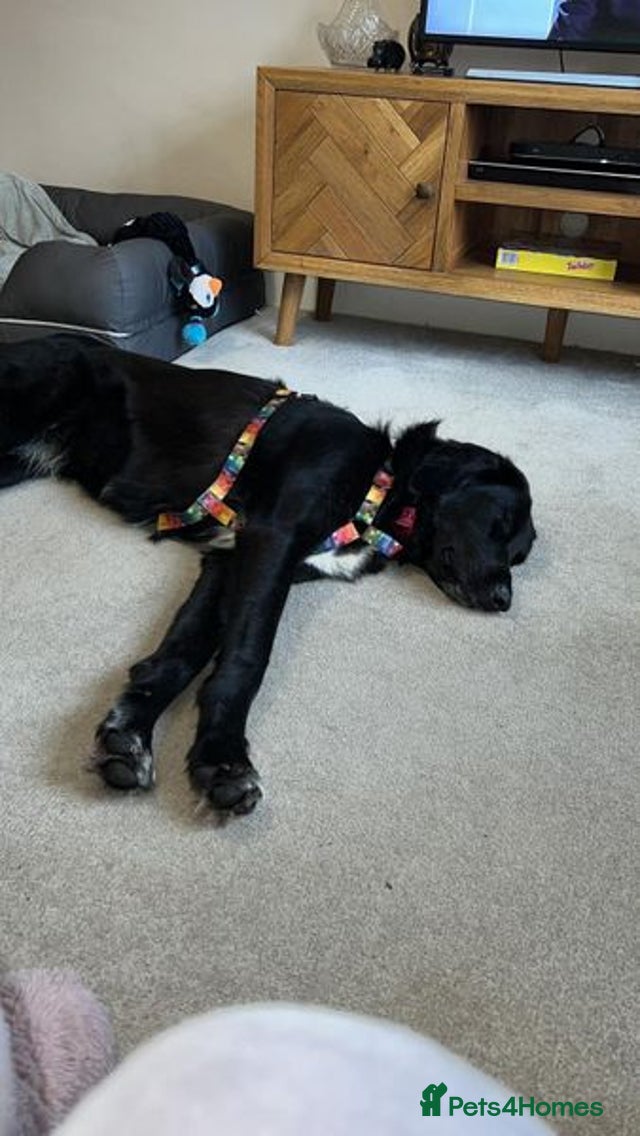 Roo has been waiting for a home for too long! for adoption in Waltham ...