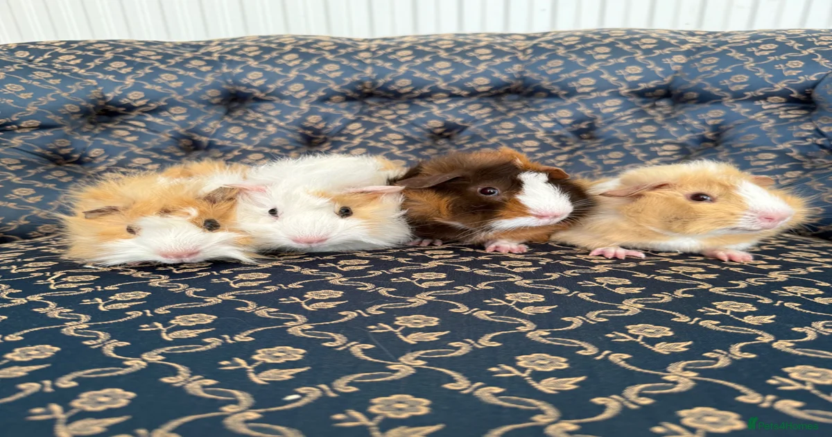 Baby boar Guinea Pigs for sale in Trowbridge | Pets4Homes