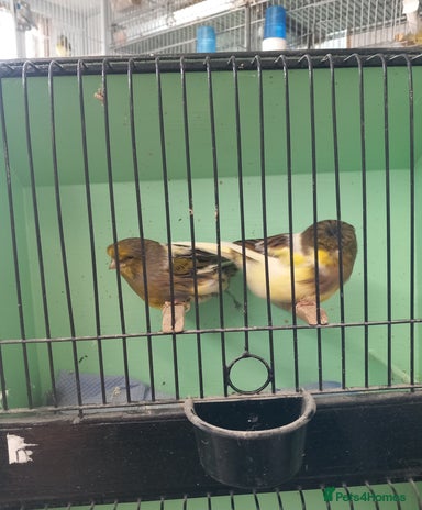 Gloster Canaries Birds for sale | Pets4Homes