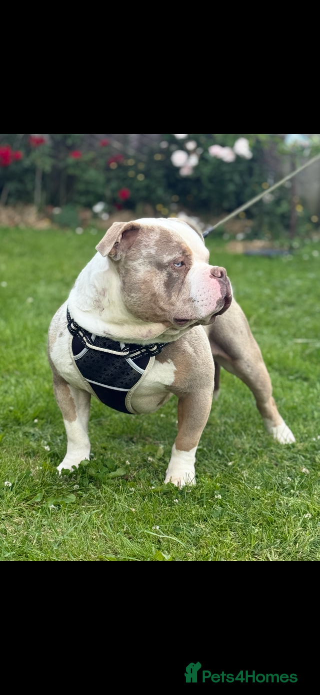 ABKC Lilac merle male pocket bully for sale in Leeds | Pets4Homes